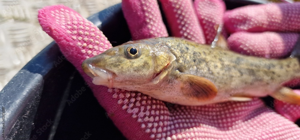 Gokcha barbel Sevan barbel (Barbus goktschaicus) is a species of ray ...