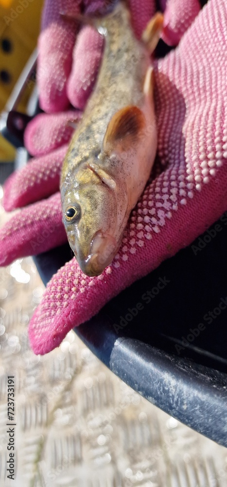 Gokcha barbel Sevan barbel (Barbus goktschaicus) is a species of ray ...