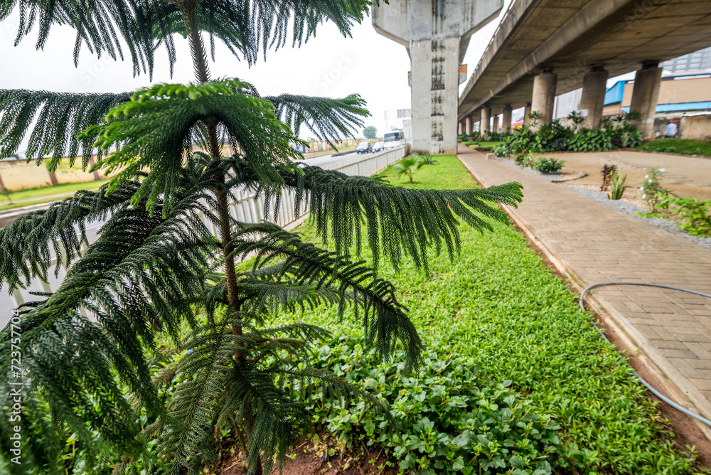 Landscaping a city and plants growing under the bridge in Lagos Marina ...