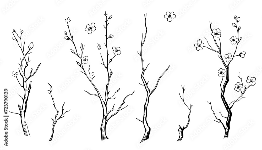 Tree branch engraving. Hand drawn forest twigs. Dry wood log and lumber ...