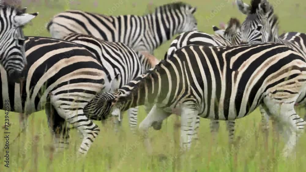 A 4K vid of a herd of Zebra in mating season fighting for dominance ...