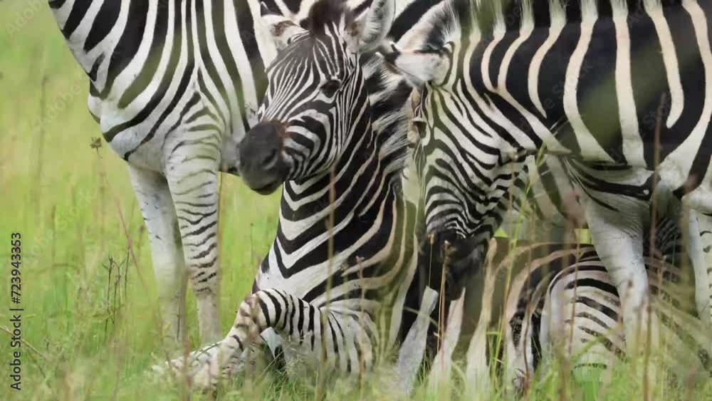 A 4K vid of a herd of Zebra in mating season fighting for dominance ...