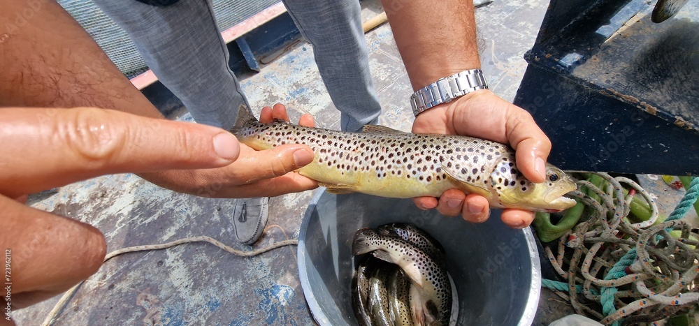 Sevan trout Salmo ischchan is an endemic fish species of Lake Sevan in ...