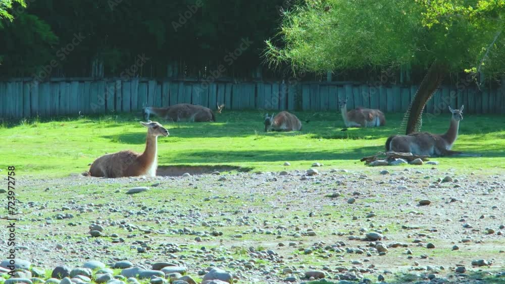 Lama guanikoe or Guanaco is a species of wild llama in the camel family ...