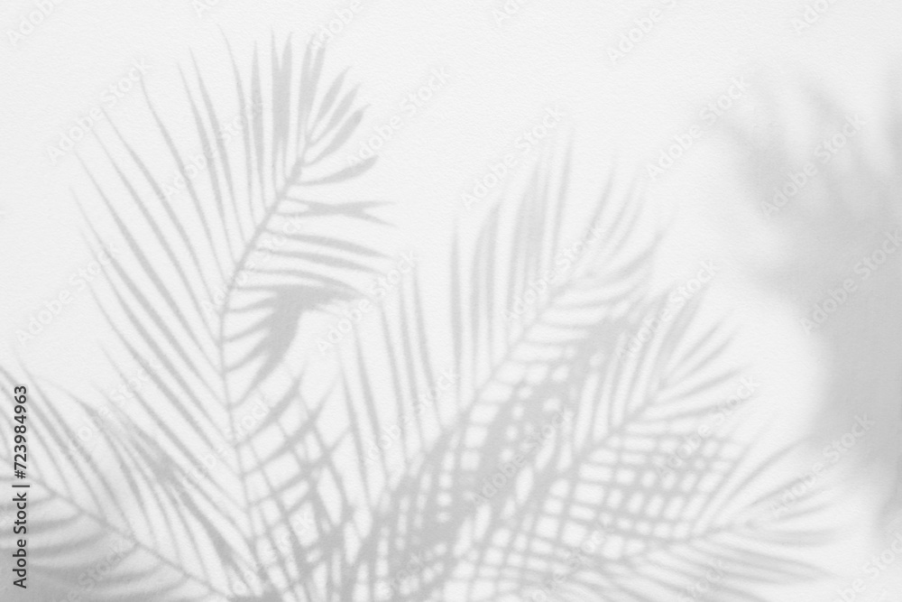 Grey shadow of natural palm leaf abstract background falling on white ...