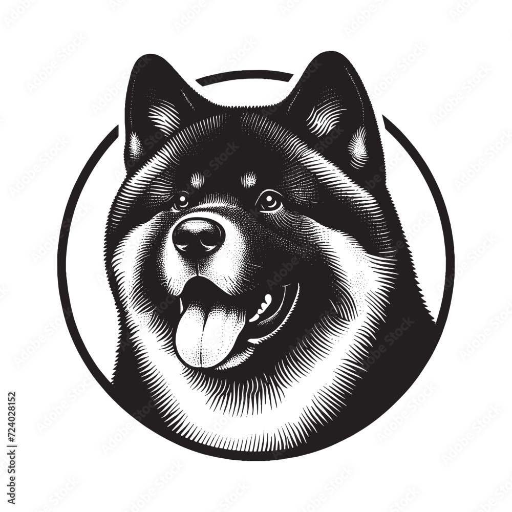 American Akita. Beautiful dog. Portrait, face, head. Black and white ...