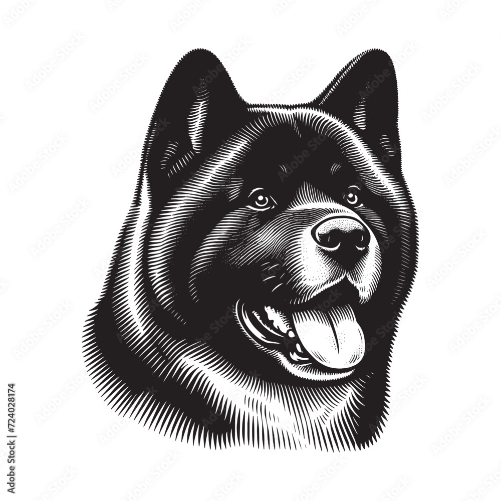 American Akita. Beautiful dog. Portrait, face, head. Black and white ...