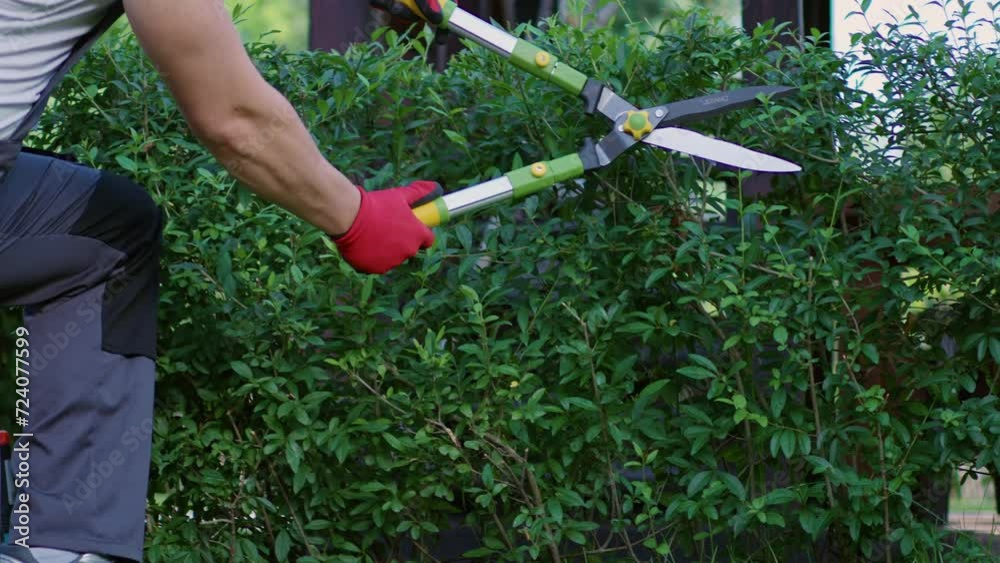 Muscular male worker using hedge clippers for shaping bushes in summer ...