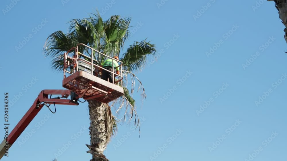 A worker planting greenery trims the leaves and branches of a folded ...