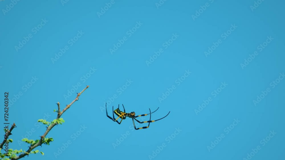 Vidéo Stock Trichonephila clavata (Nephila Clavata) , also known as the ... Vidéo Stock Trichonephila clavata (Nephila Clavata) , also known as the ...