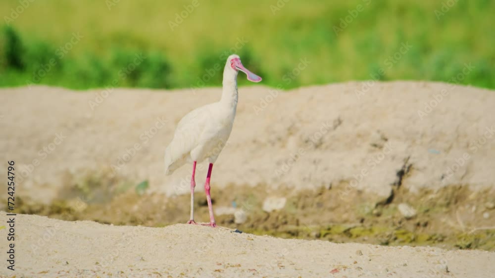 Vidéo Stock The African spoonbill (Platalea alba) is a long-legged ...