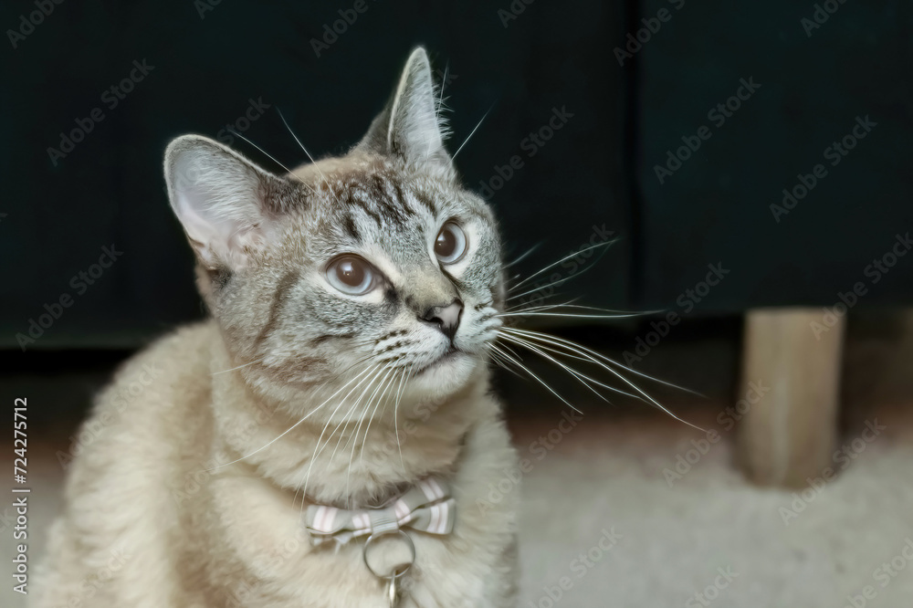 A close to a Siamese cat Colorpoint Shorthair, cross between a Siamese ...