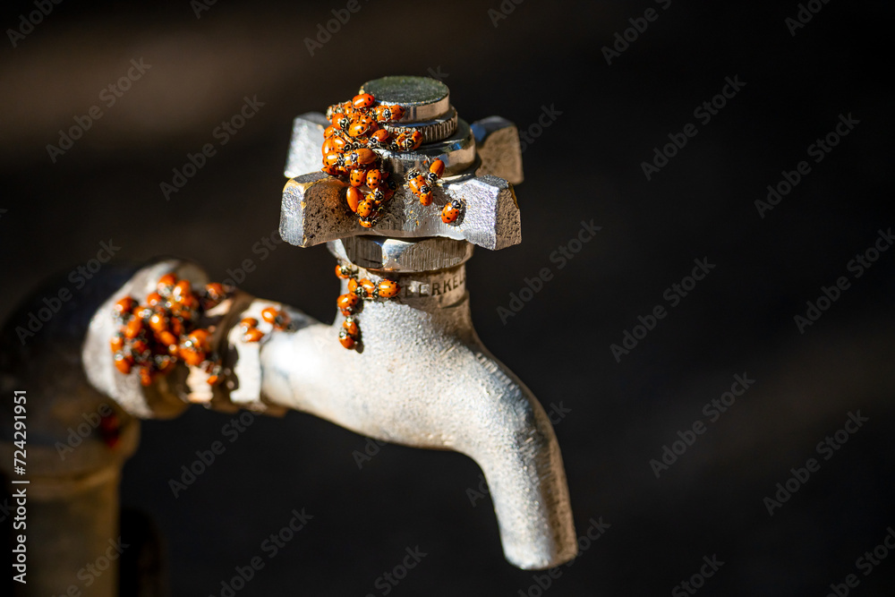 Mass of Convergent Ladybugs (Hippodamia convergens) on the water tap at ...