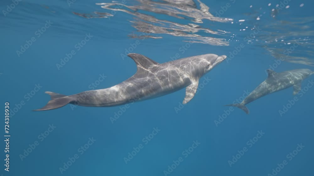 Woman freediver diver Swimming together with wild dolphins safari ...