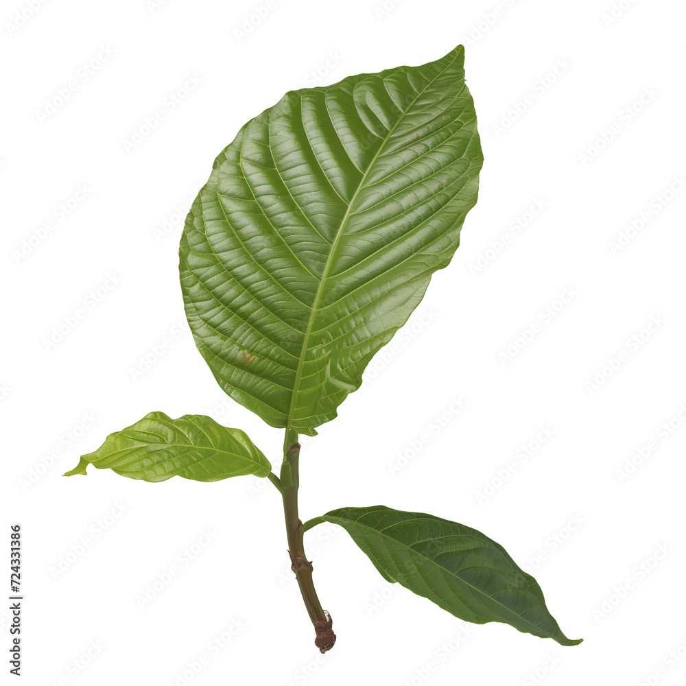 Green leaf of kratom mitragyna speciosa green leaf isolated transparent ...