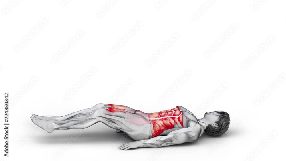 Lying Leg Hip Raise-3D (871)- Anatomy of fitness and bodybuilding with ...