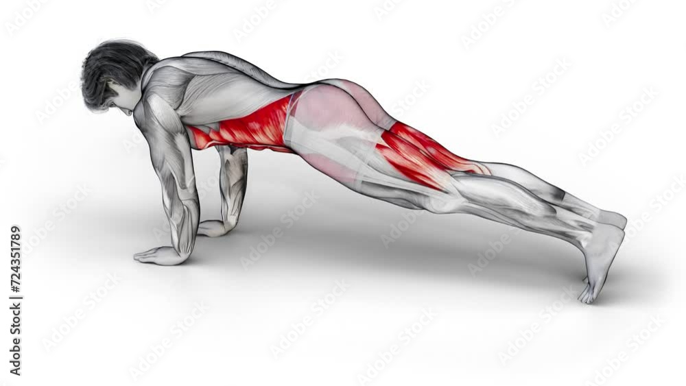 Leg Extension Plank-3D (903)- Anatomy of fitness and bodybuilding with ...