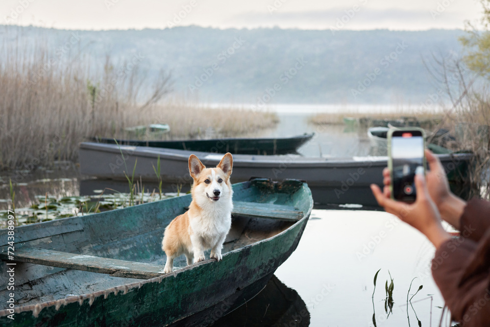 A poised Pembroke Welsh Corgi dog stands in a weathered boat, while a ...