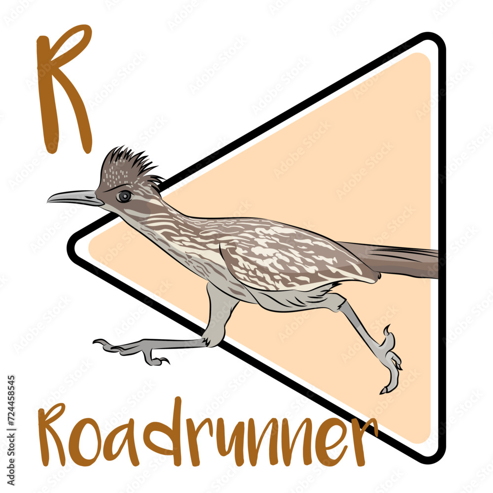 Roadrunner spends most of its time on the ground and can run up to 20 ...