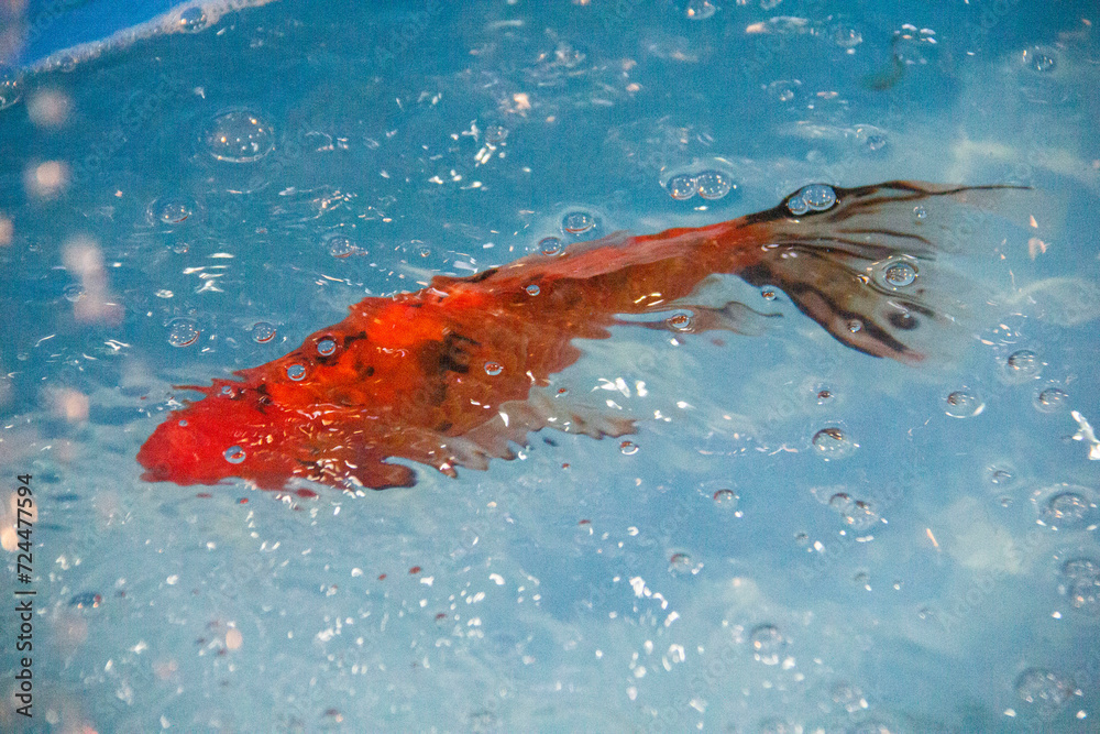 Red fish is a symbol that Iranians use in different ceremonies to ...