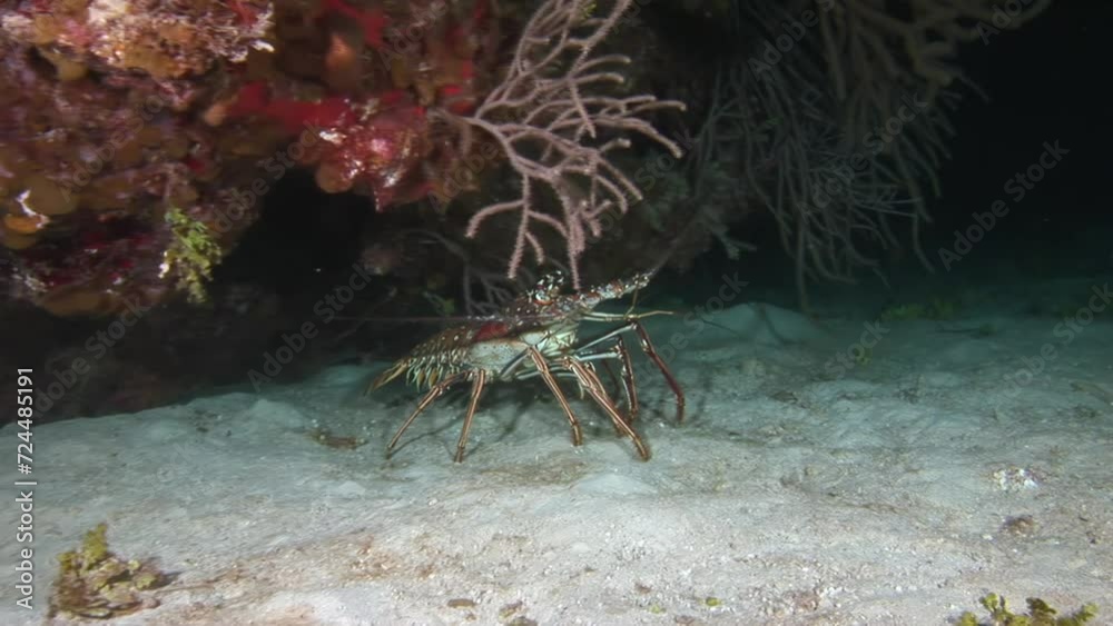 Spiny lobster under corals on underwater seabed. Despite threats they ...