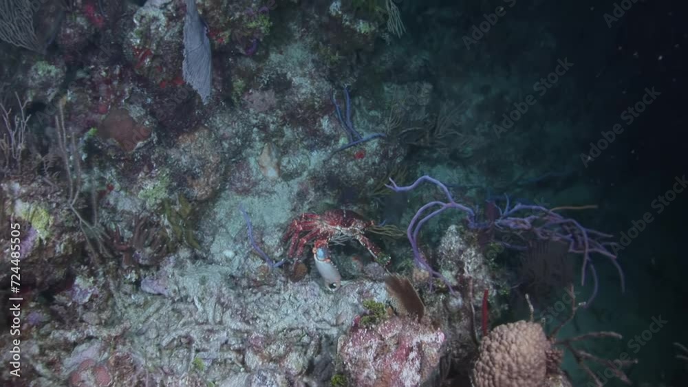 Close-up crab on underwater floor grabs food with ticks and puts it in ...