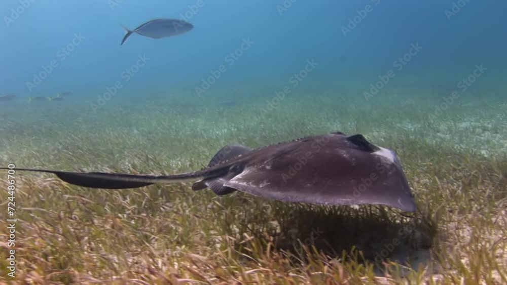 Dasyatis Americana southern stingray swimming in underwater floor of ...