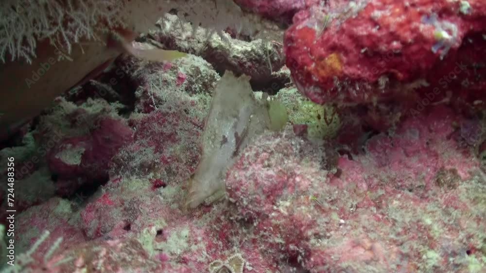 Risky harmful warthog fish on coral close-up in clear water underwater ...