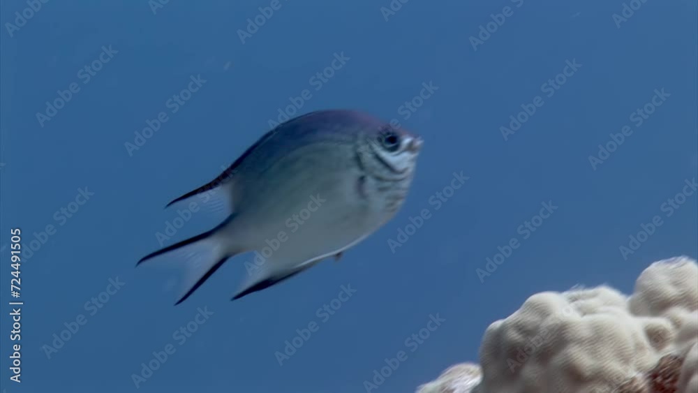 Close up damselfish Chromis fish in underwater Red Sea. Chromis fish ...