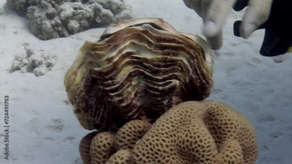 Tridacna clam underwater in Red Sea. Tridacna giant clam, is a species ...