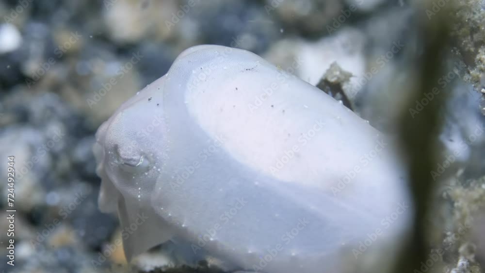 White Cuttlefish is one-of-a-kind species found on underwater seabed ...