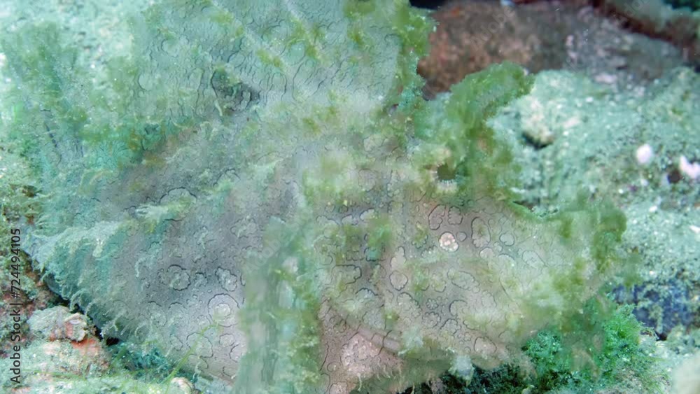 Pale pink rhinopias frondosa, commonly known as Weedy Scorpionfish or ...