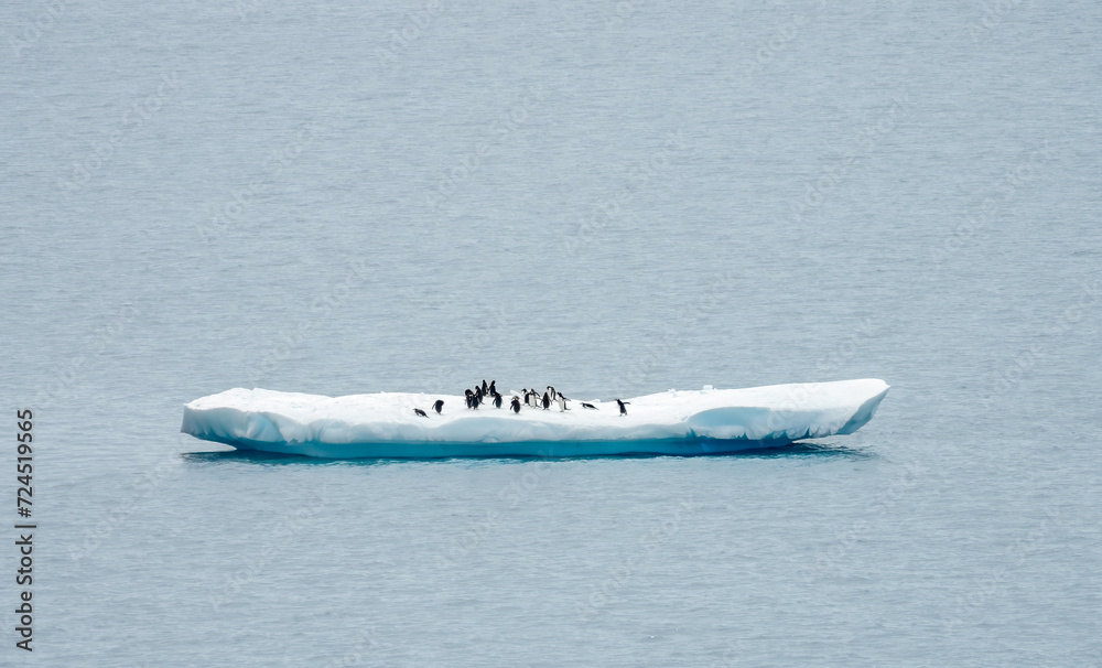 Iconic sight of a flock of penguins on an ice float, Paradise Bay ...