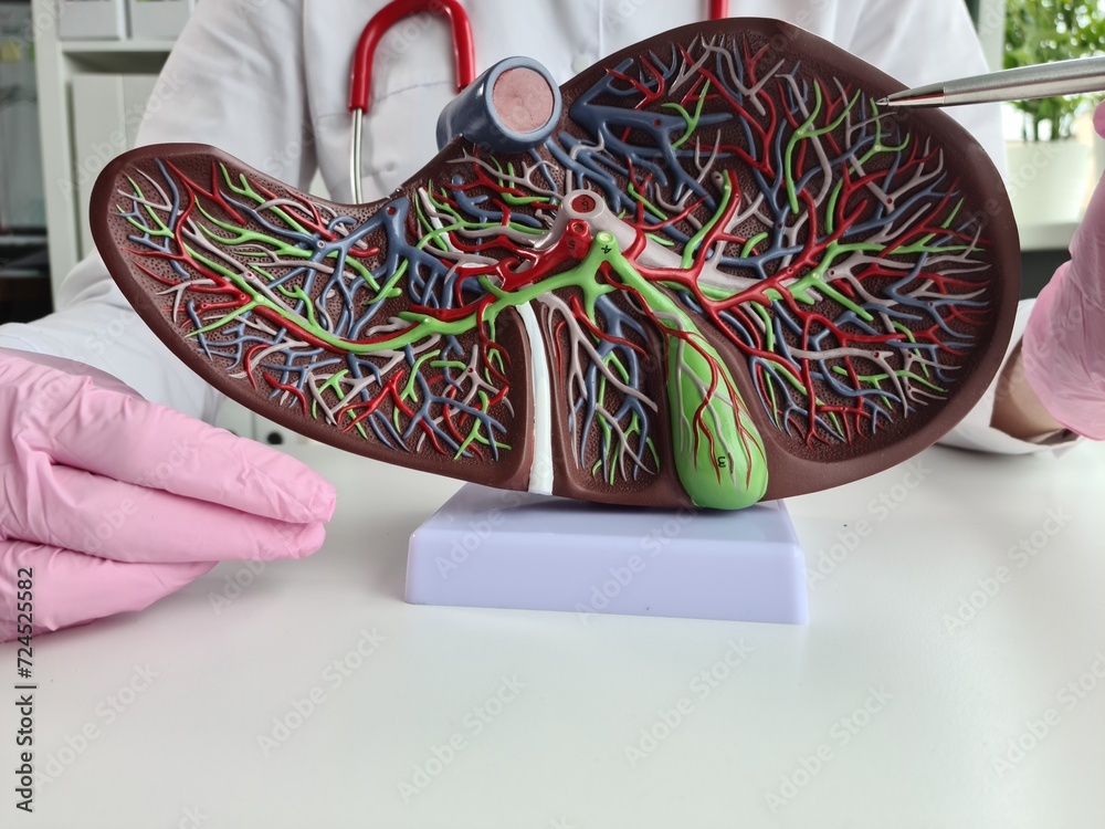 Doctor with human liver anatomy model Stock Photo | Adobe Stock