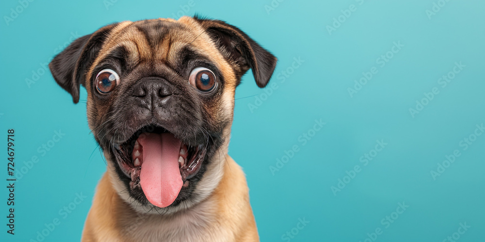 Pug dog looks shocked. Big round eyes, open mouth. Blue background ...