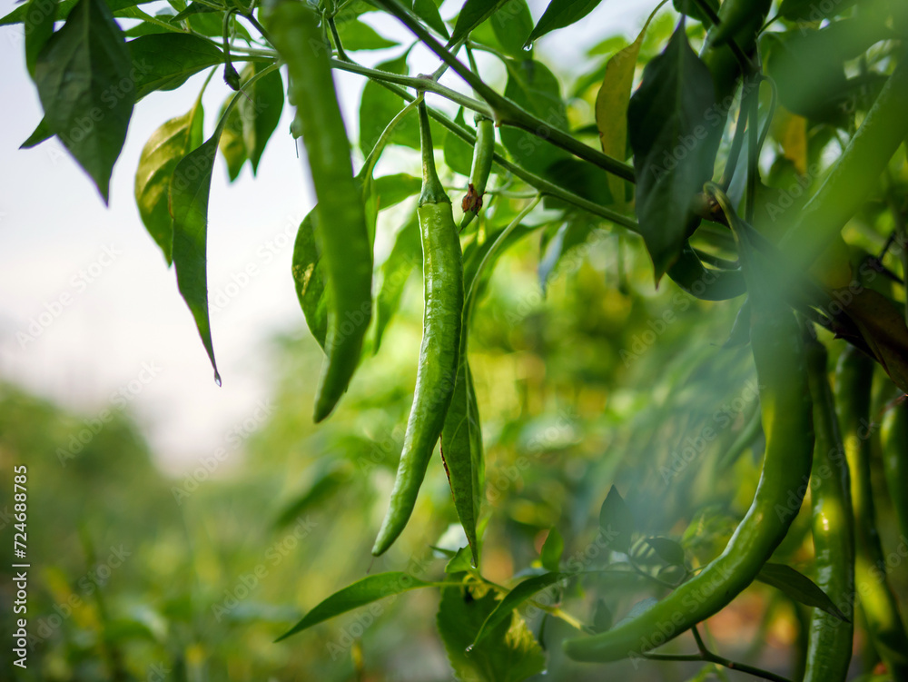 Green chilli in the garden, organic green chilli growing on chilli tree ...