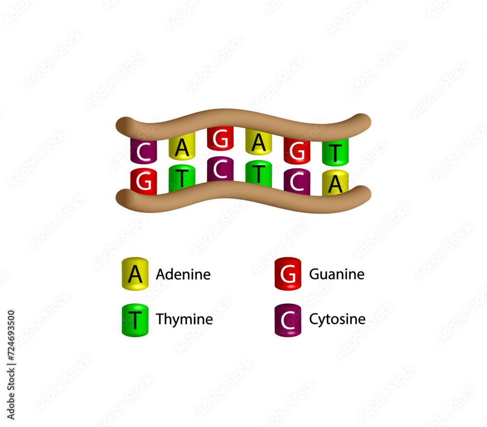 DNA structure. Nucleotides, adenine (A), cytosine (C), guanine (G) and ...