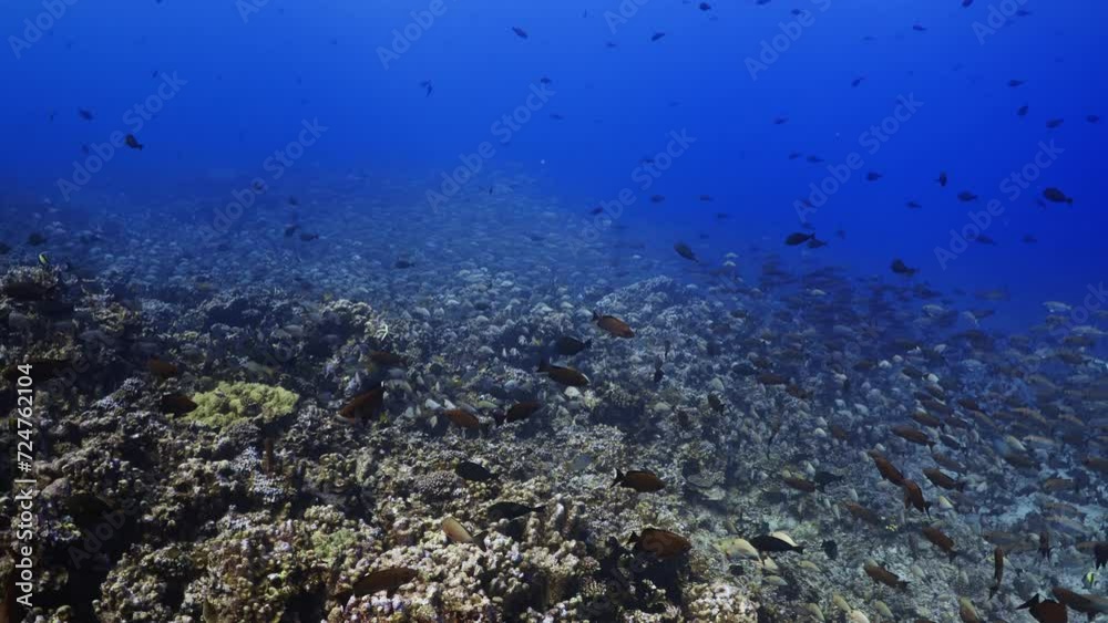 Shoal of Google-Eye and Humpback Red Snappers with Grey sharks in the ...