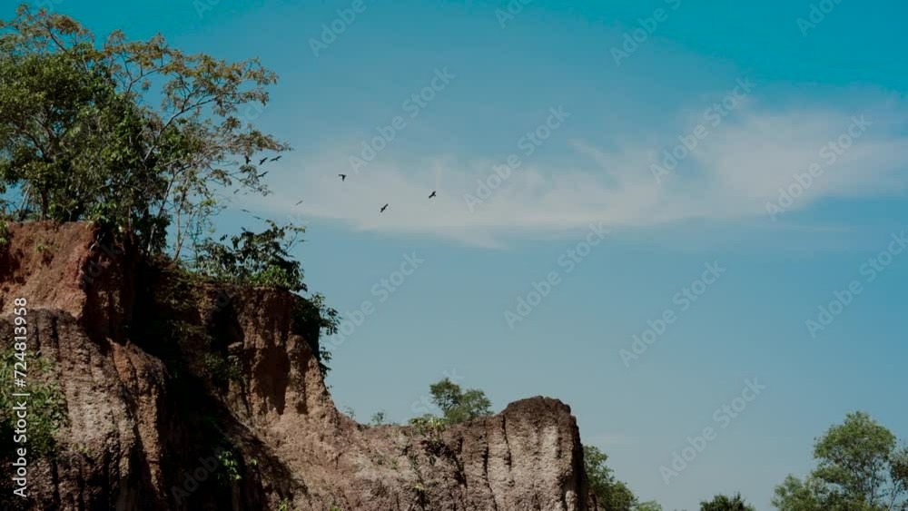 Flocks birds were flying around in circles, on top mountain where trees ...