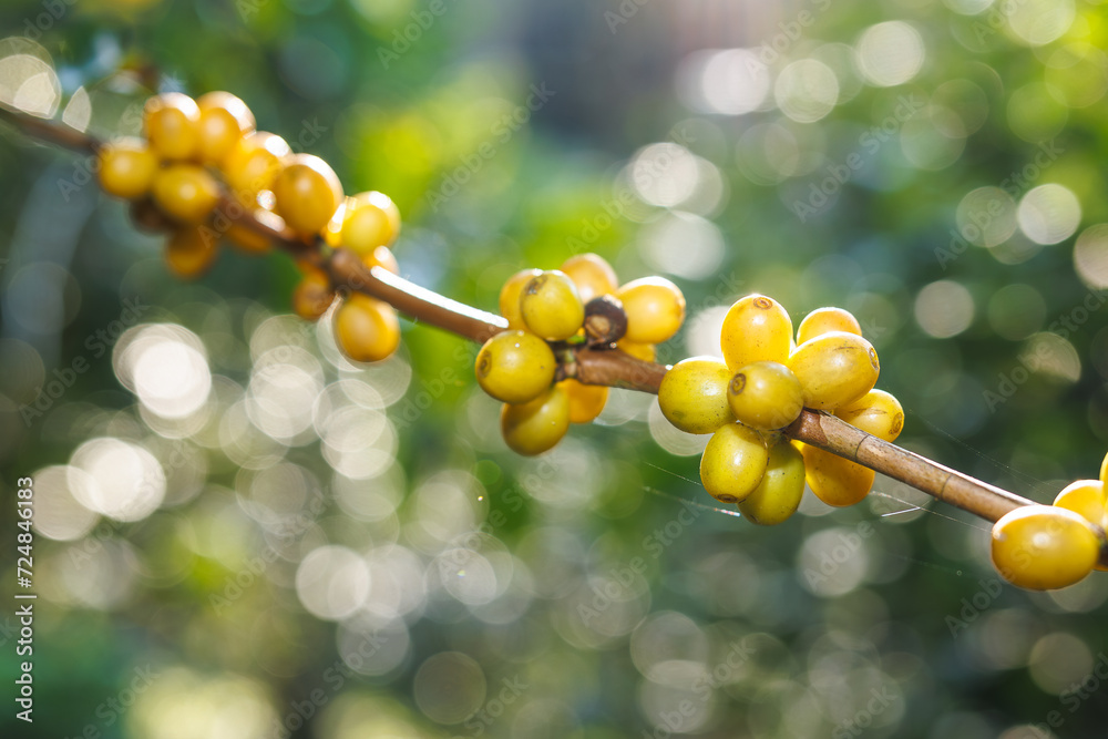 yellow coffee beans on the branch in the coffee plantation in the ...