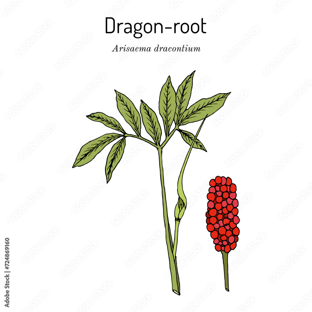 Dragon-root or green dragon (arisaema dracontium), medicinal plant ...