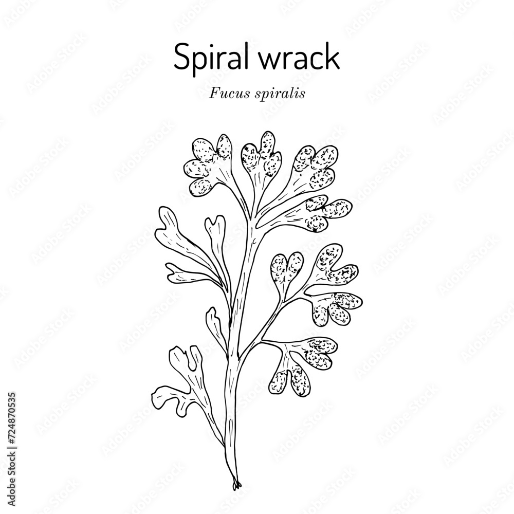 Spiral or flat wrack (Fucus spiralis), edible and medicinal seaweed ...
