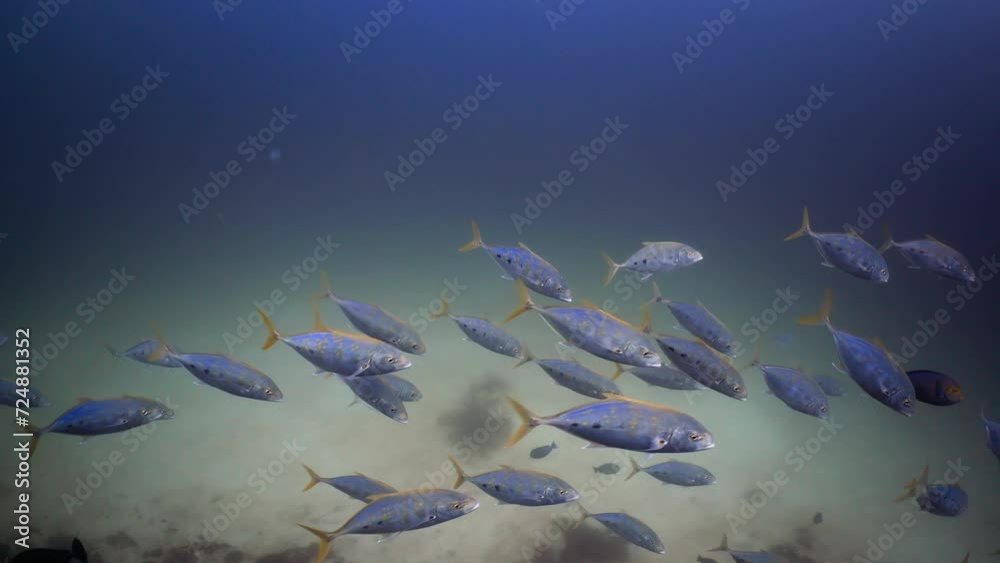 School of Yellow and Blue Fusilier over the Coral Reef in the Maldivian ...