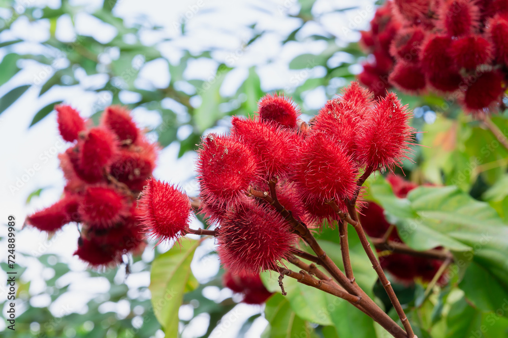 Annatto tree (Bixa orellana) and its fruits growing in an organically ...