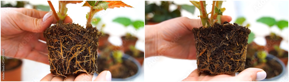 Transplanting young begonias into the ground into a new pot. Rooting of ...