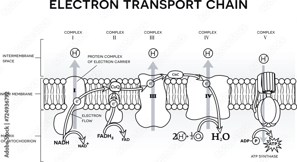 An electron transport chain, Oxidative phosphorylation, the final stage ...