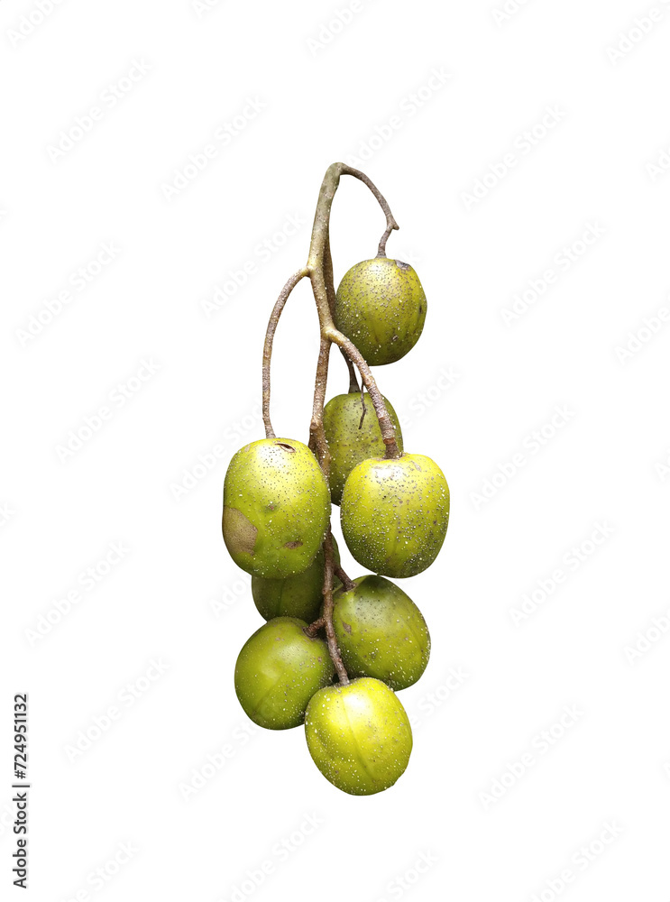 Cajá Manga, known as Spondias dulcis. tropical fruit tree native to ...