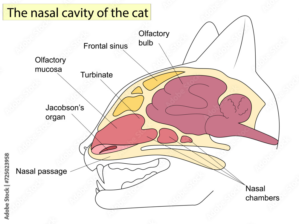 Sagittal section of a cat head. Anatomy of cats. For Basic Medical ...