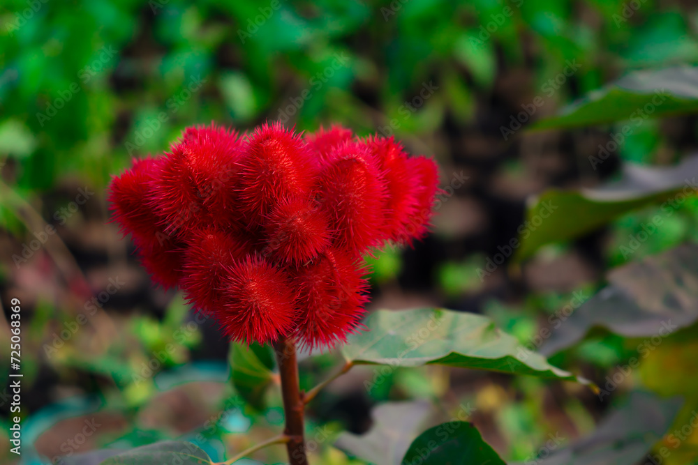 Red fruits of of achiote plant or annatto plant on branch and green ...