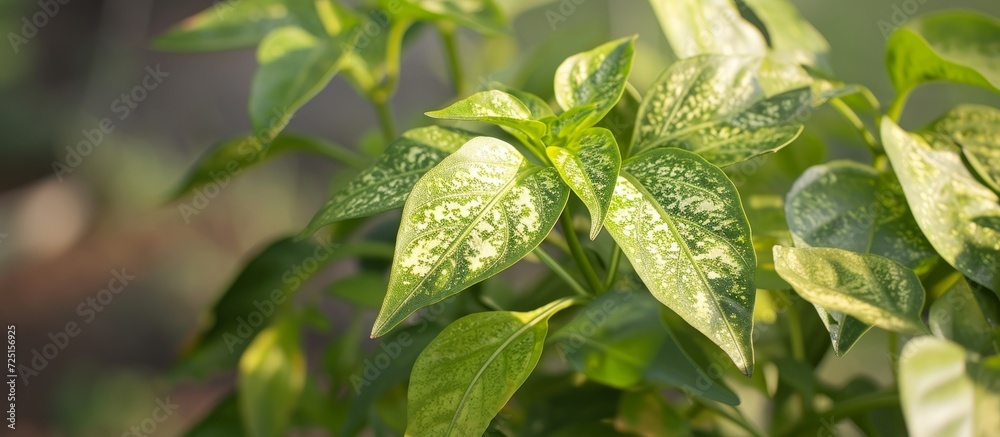 Pepper plant leaves exhibit pale spots due to sunburn when young plants ...